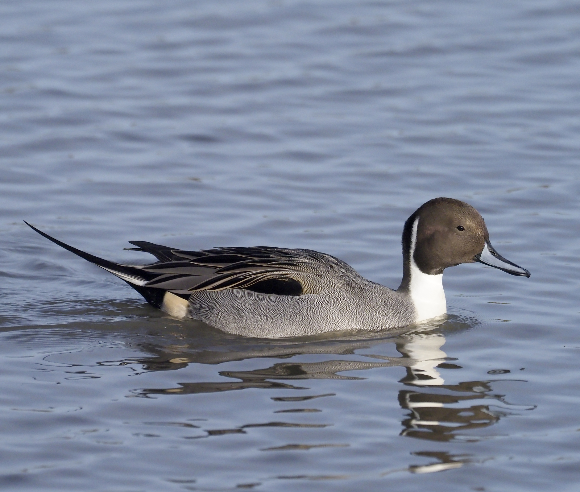 Our Editorial Position: Trees Instead of Twitter | To The Wild